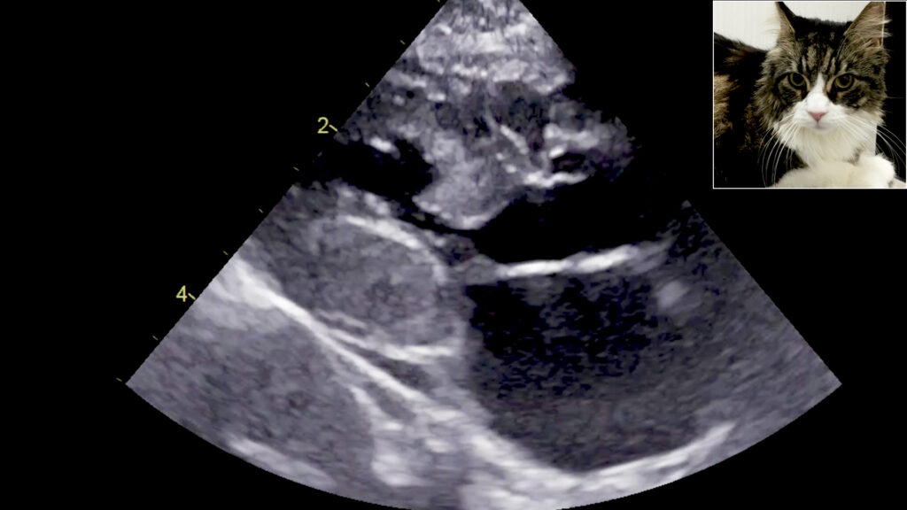 SAMかつ重度な左室流出路狭窄のS.フォールド – Life&TailTV